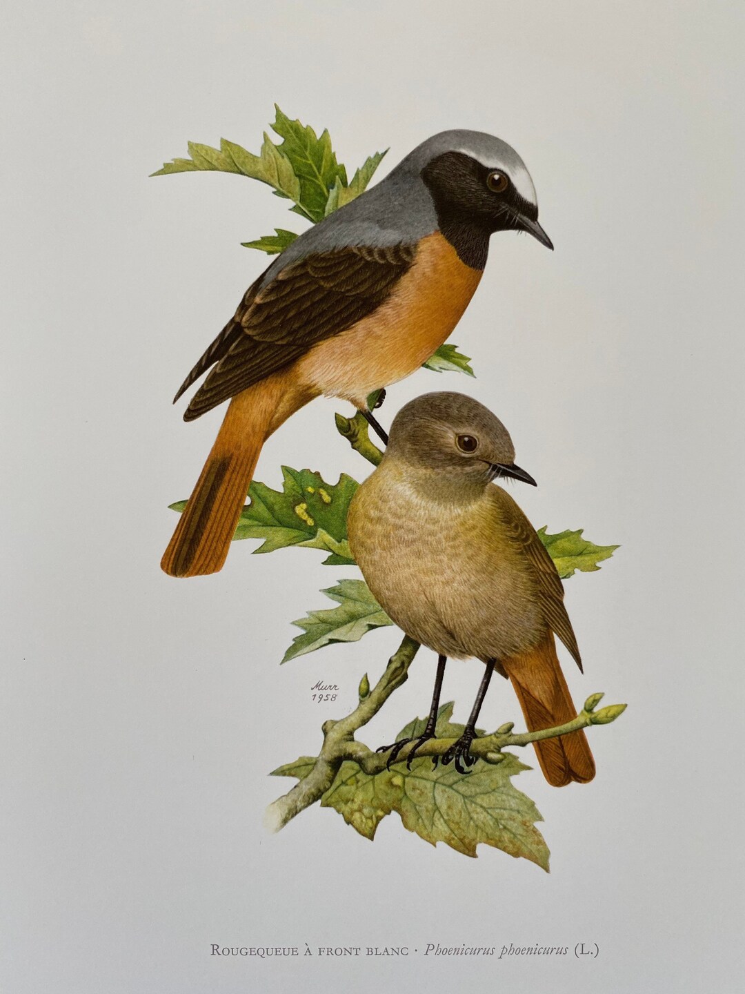 COMMON REDSTART Bird Print. Antique and Vintage Natural Sciences and ...