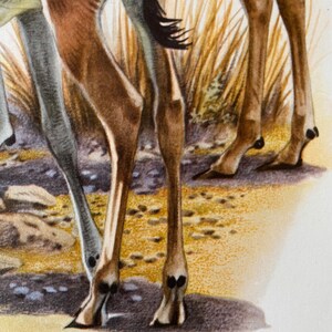 SPRINGBOK Animal Print. Antique and Vintage Zoology and Biology ...
