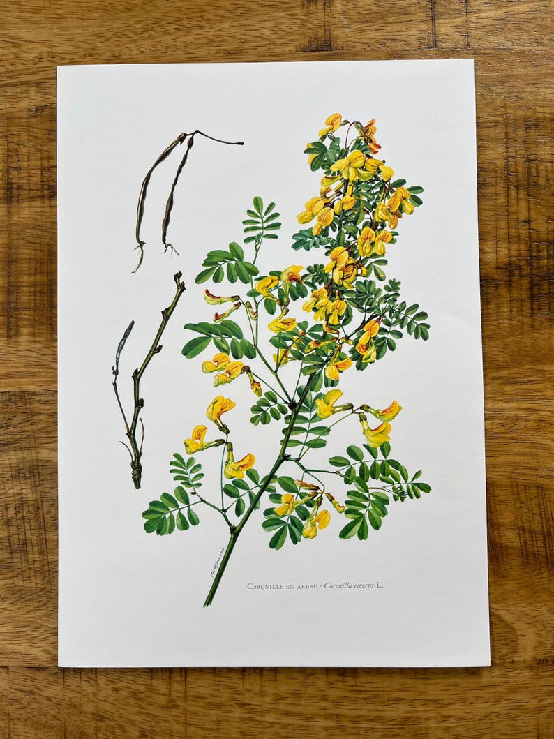 Hippocrepis Emerus Botanical Print, Vintage Floral Lithograph, 1960s - Etsy
