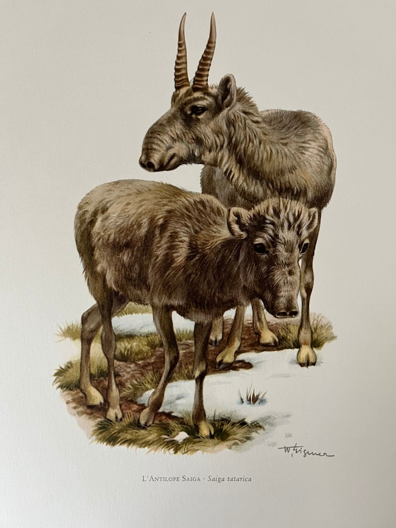 Saiga Antelope Drawing