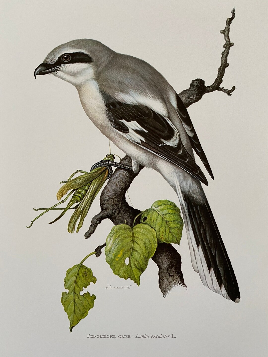 GREAT GREY SHRIKE Bird Print. Antique and Vintage Natural Sciences and ...