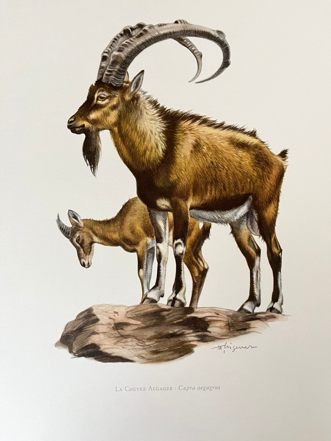1960 Vintage WILD GOAT Animal Print. Antique Zoology and Biology ...