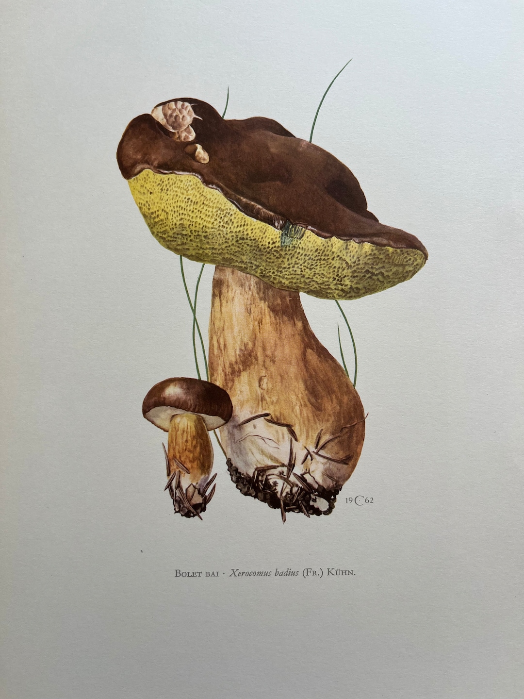 BAY BOLETE Mushroom Print. Antique and Vintage Biology and Nature ...