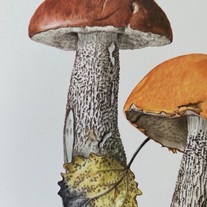 ORANGE BIRCH BOLETE Mushroom Print. Antique Biology and Nature ...