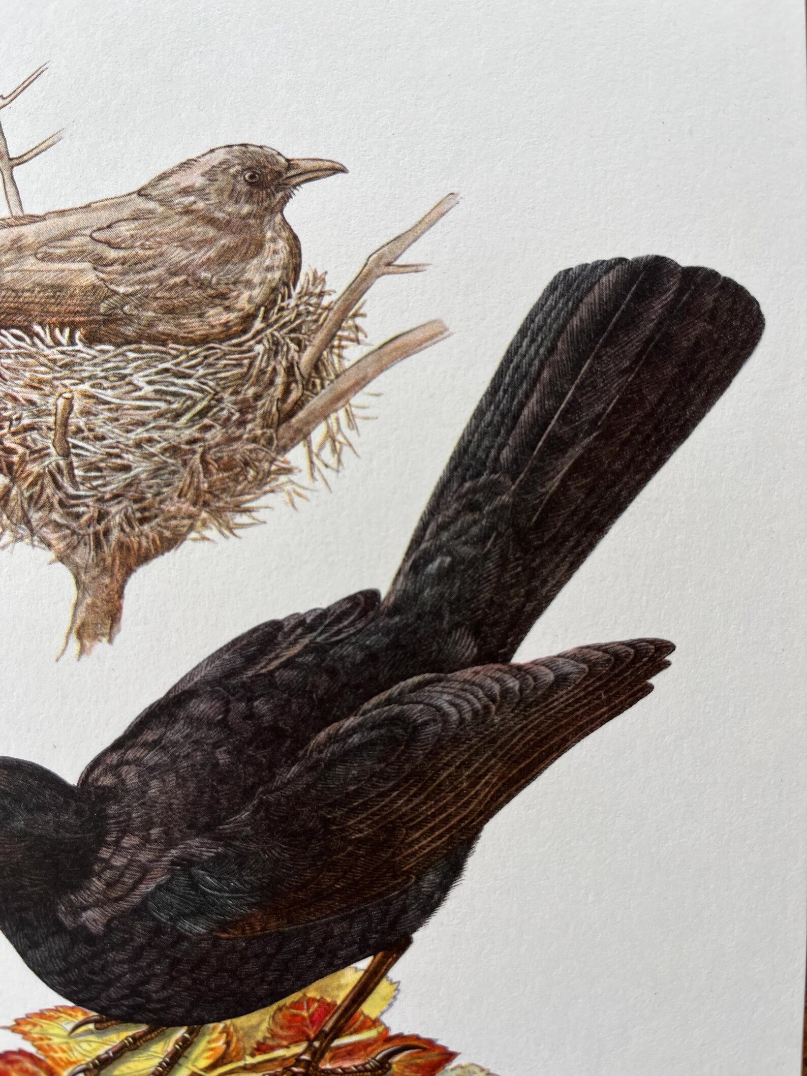 1955 Blackbird Print, Vintage Ornithology Illustration - Etsy