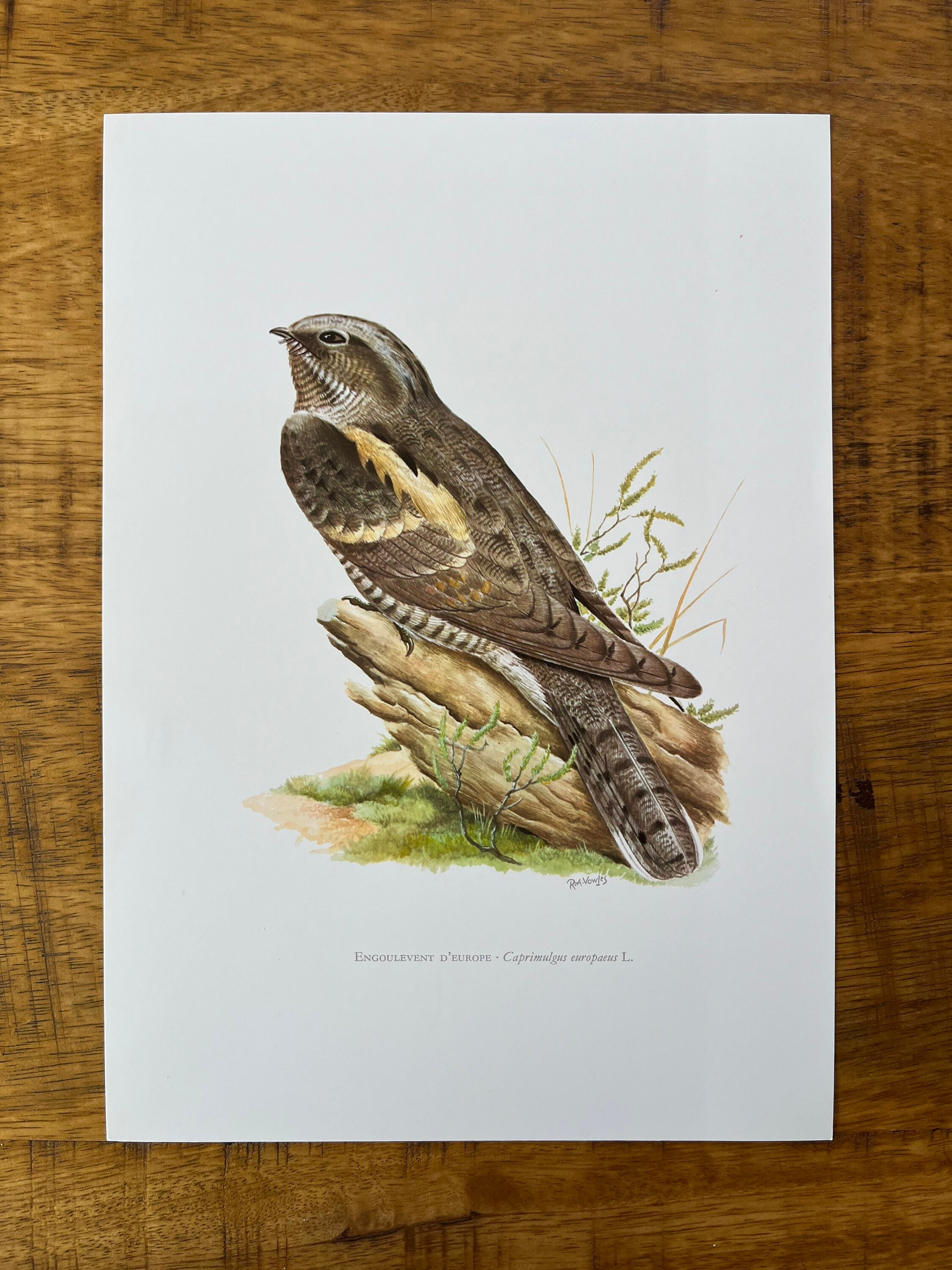 European Nightjar Print, Vintage Ornithology Illustration - Etsy