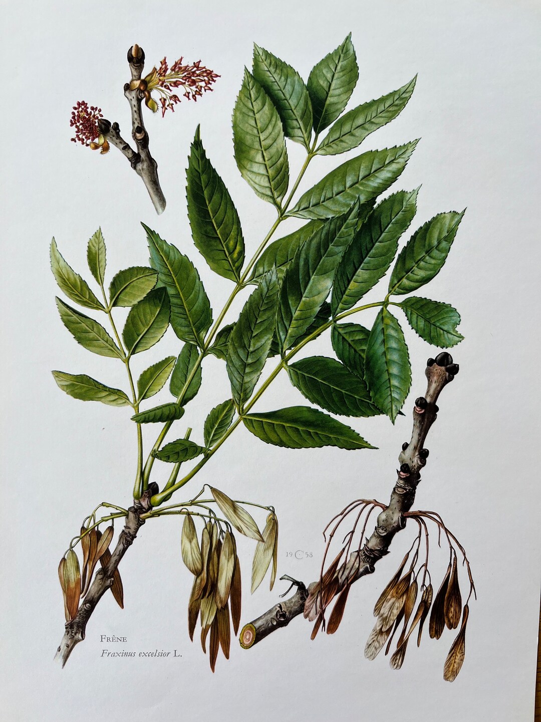 EUROPEAN ASH TREE Botanical Print. Antique and Vintage Natural Sciences ...