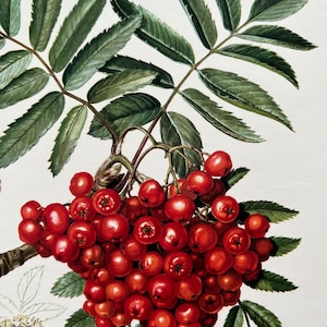 ROWAN Botanical Print. Antique and Vintage Natural Sciences and Biology ...
