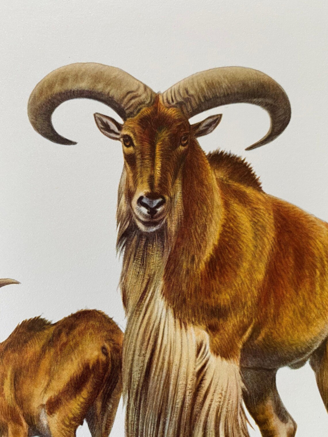 Barbary Sheep Animal Print. Antique and Vintage Zoology and Biology ...
