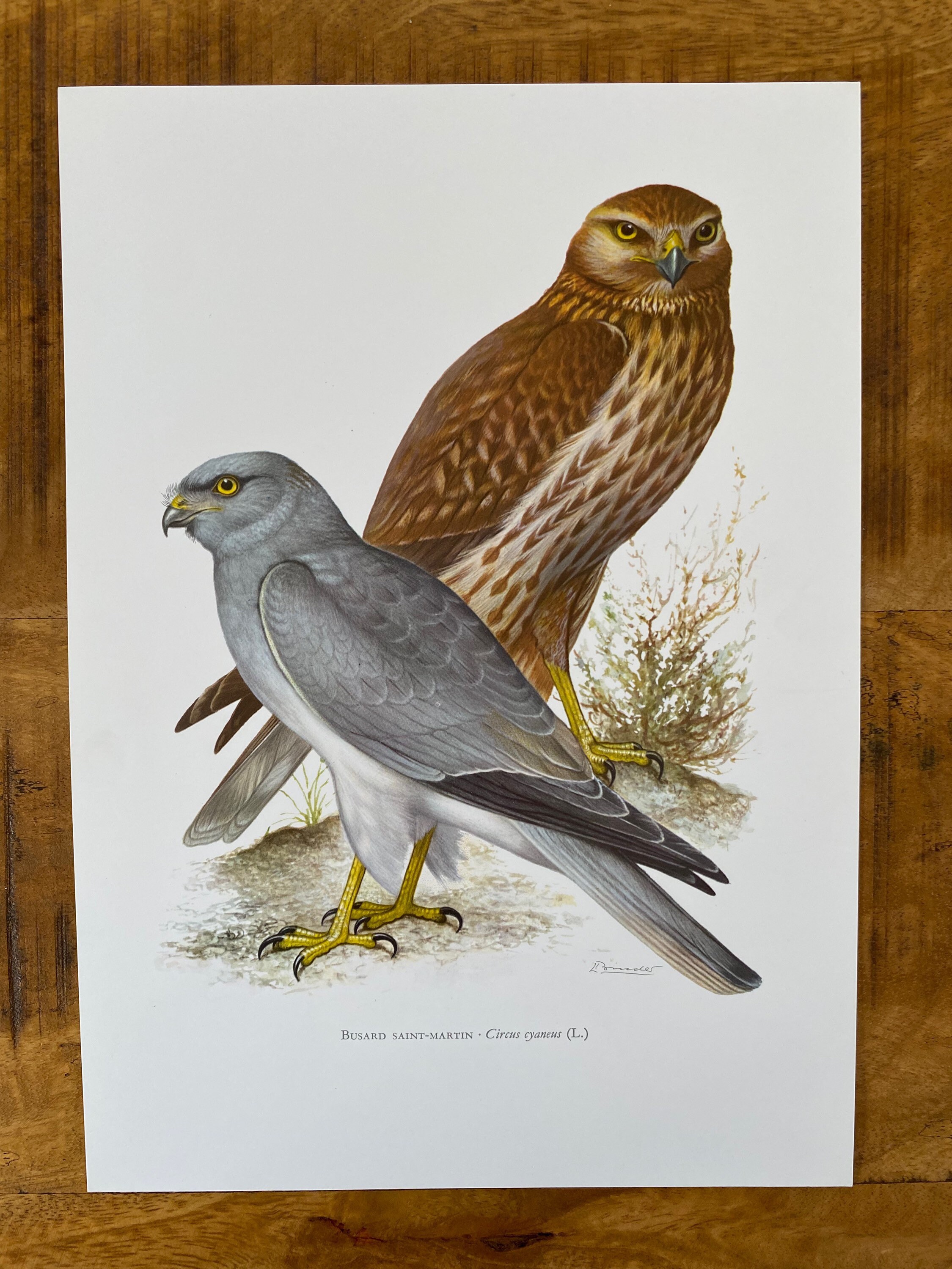 Hen Harrier Print | Vintage Bird Illustration, Natural Sciences Wall ...