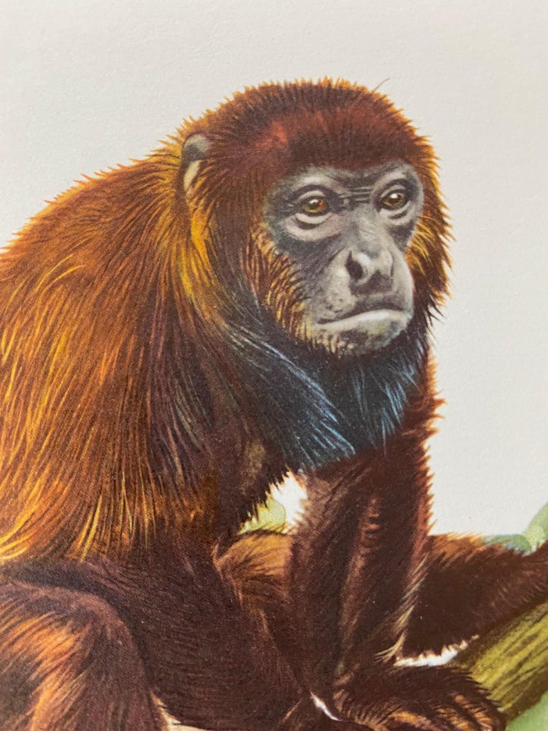 Red Howler Monkey Animal Print. Antique and Vintage Zoology and Biology ...
