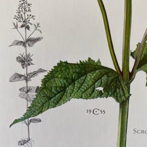 Vintage Common Figwort Botanical Print, 1960s French Biology ...