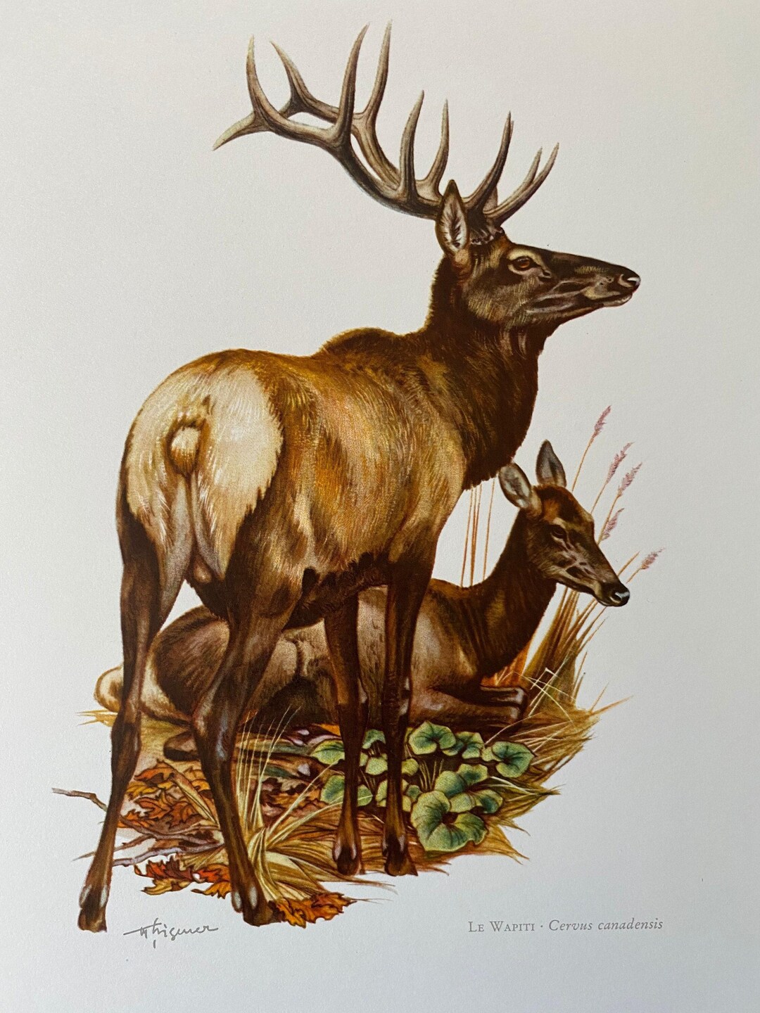 Wapiti Elk Deer Animal Print. Antique and Vintage Zoology and Biology ...