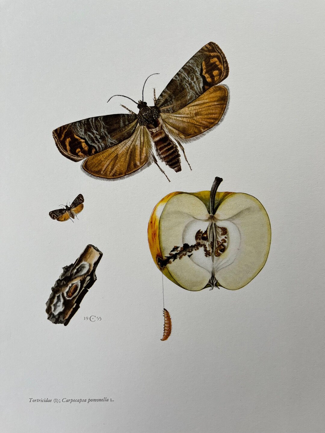 Tortrix Moth Print, Vintage Entomology Illustration (1960s) - Etsy