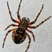 Araneus Ocellatus Spider Print, Vintage Zoology Lithograph - Etsy