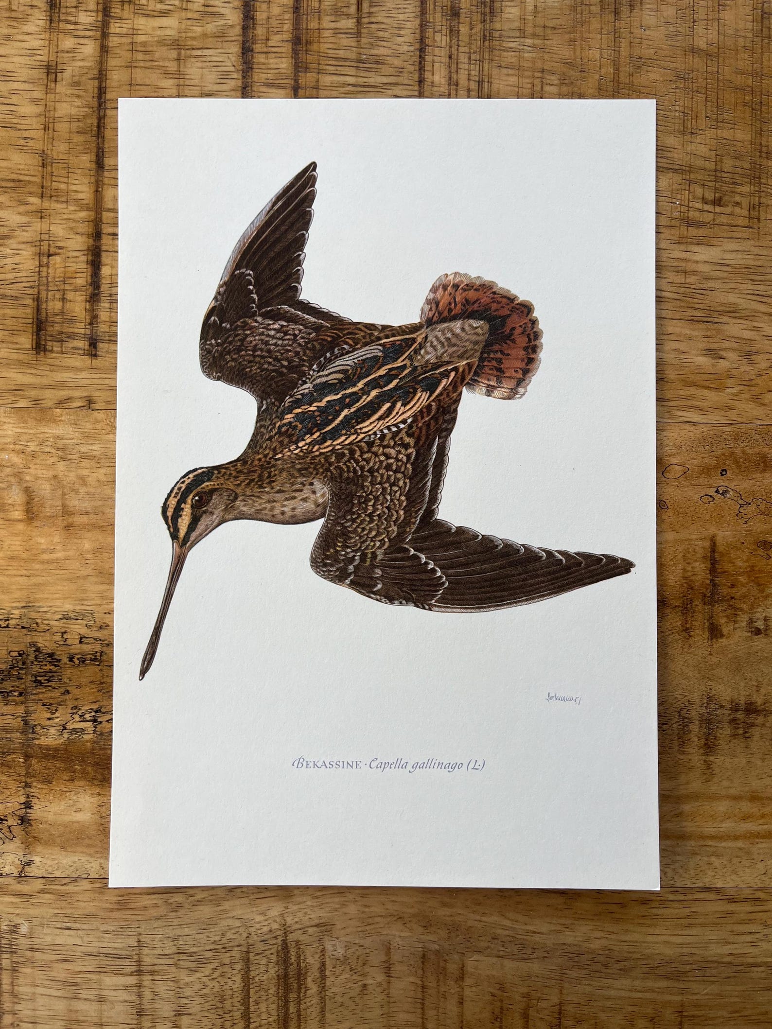 1955 Vintage Common Snipe Bird Lithograph, Antique Ornithology Art - Etsy