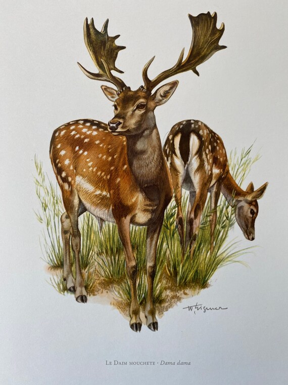Purchase Fallow Deer