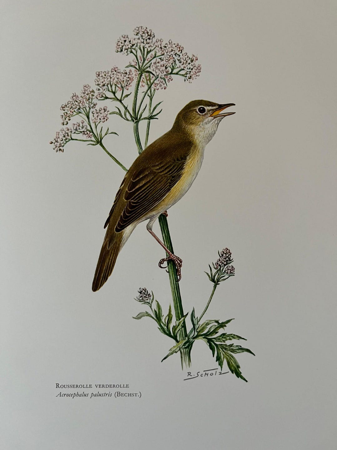 Marsh Warbler Bird Print. Antique and Vintage Ornithology and Biology ...