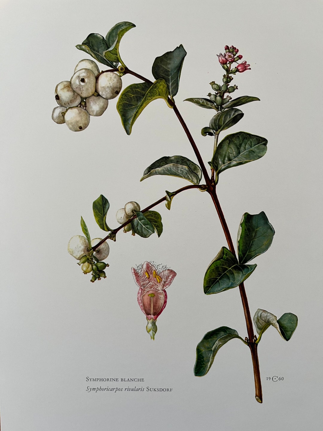 COMMON SNOWBERRY Botanical Print. Antique and Vintage Natural Sciences ...