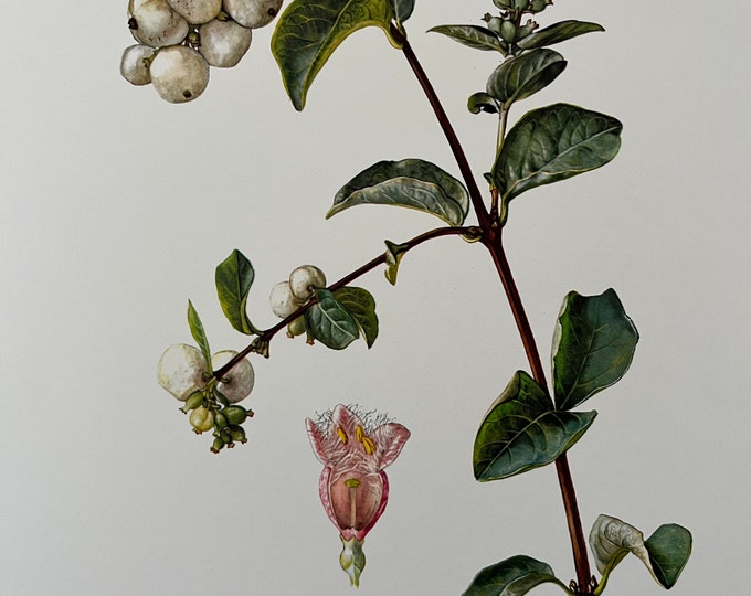 COMMON SNOWBERRY Botanical Print. Antique and Vintage Natural Sciences ...