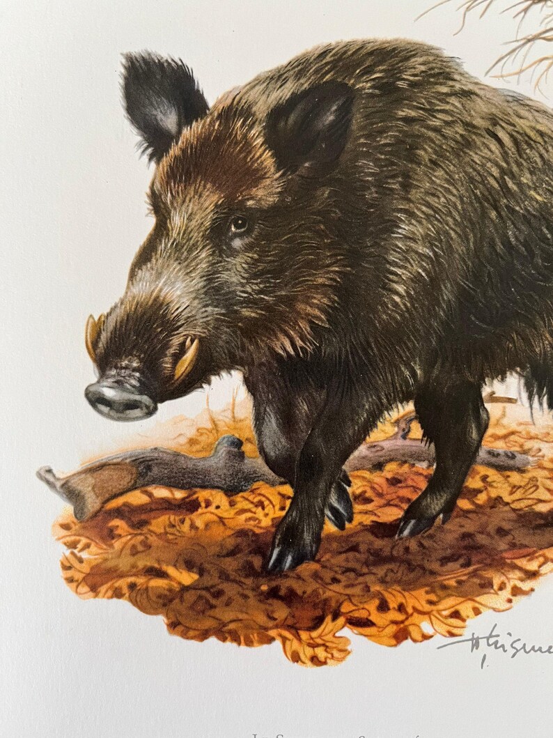 Vintage Wild Boar Lithograph, 1960s French Zoology Print - Etsy