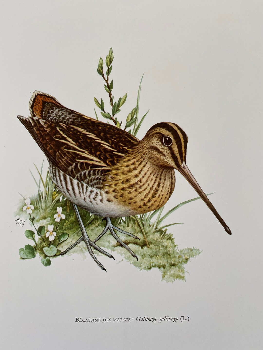 COMMON SNIPE Bird Print. Antique and Vintage Natural Sciences and ...