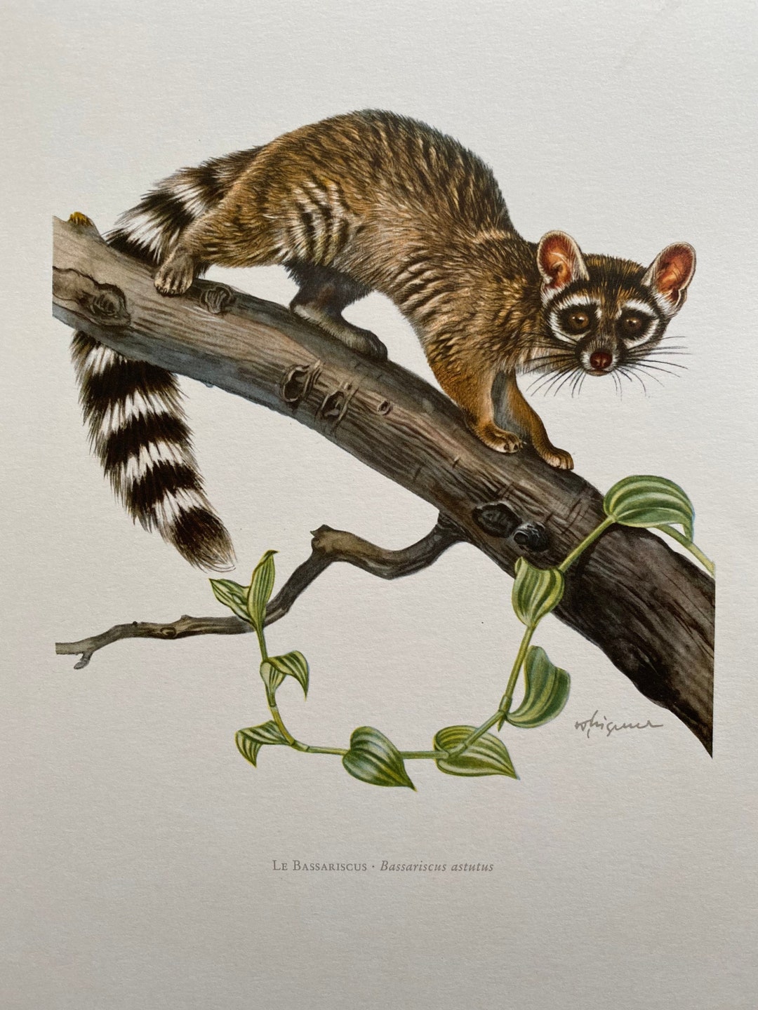 RINGTAIL CAT Animal Print. Antique and Vintage Zoology and Biology ...