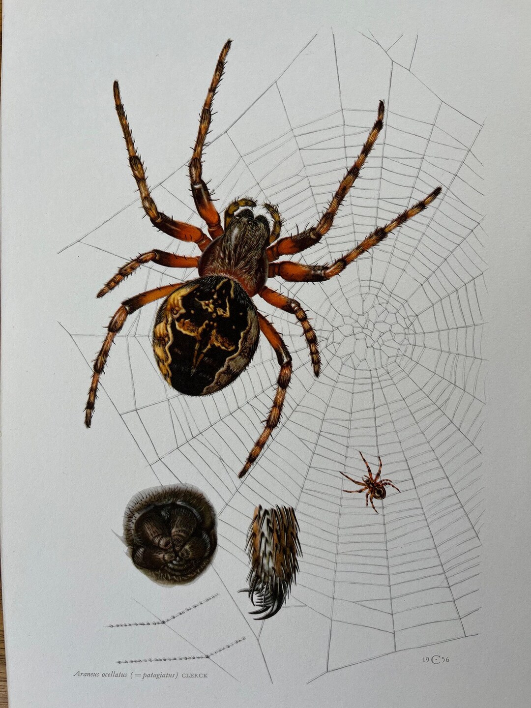 Araneus Ocellatus Spider Print, Vintage Zoology Lithograph - Etsy