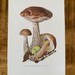 BIRCH BOLETE Mushroom Print. Antique Biology and Nature Lithograph ...