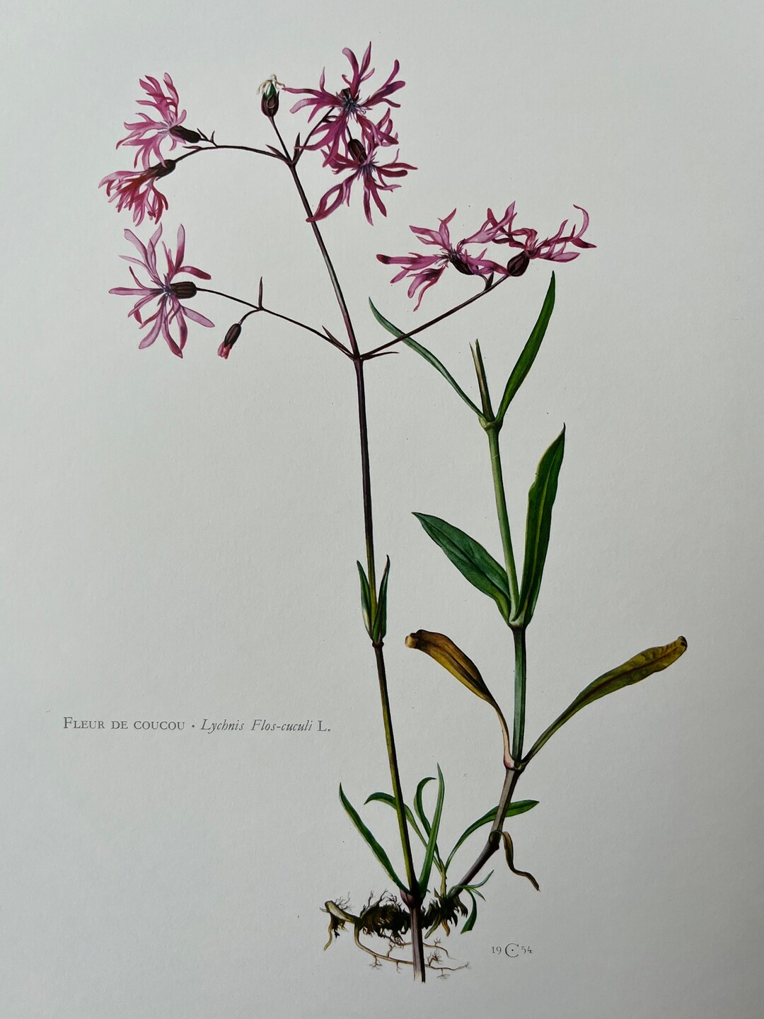 RAGGED ROBIN Flower Botanical Print. Antique and Vintage Natural ...