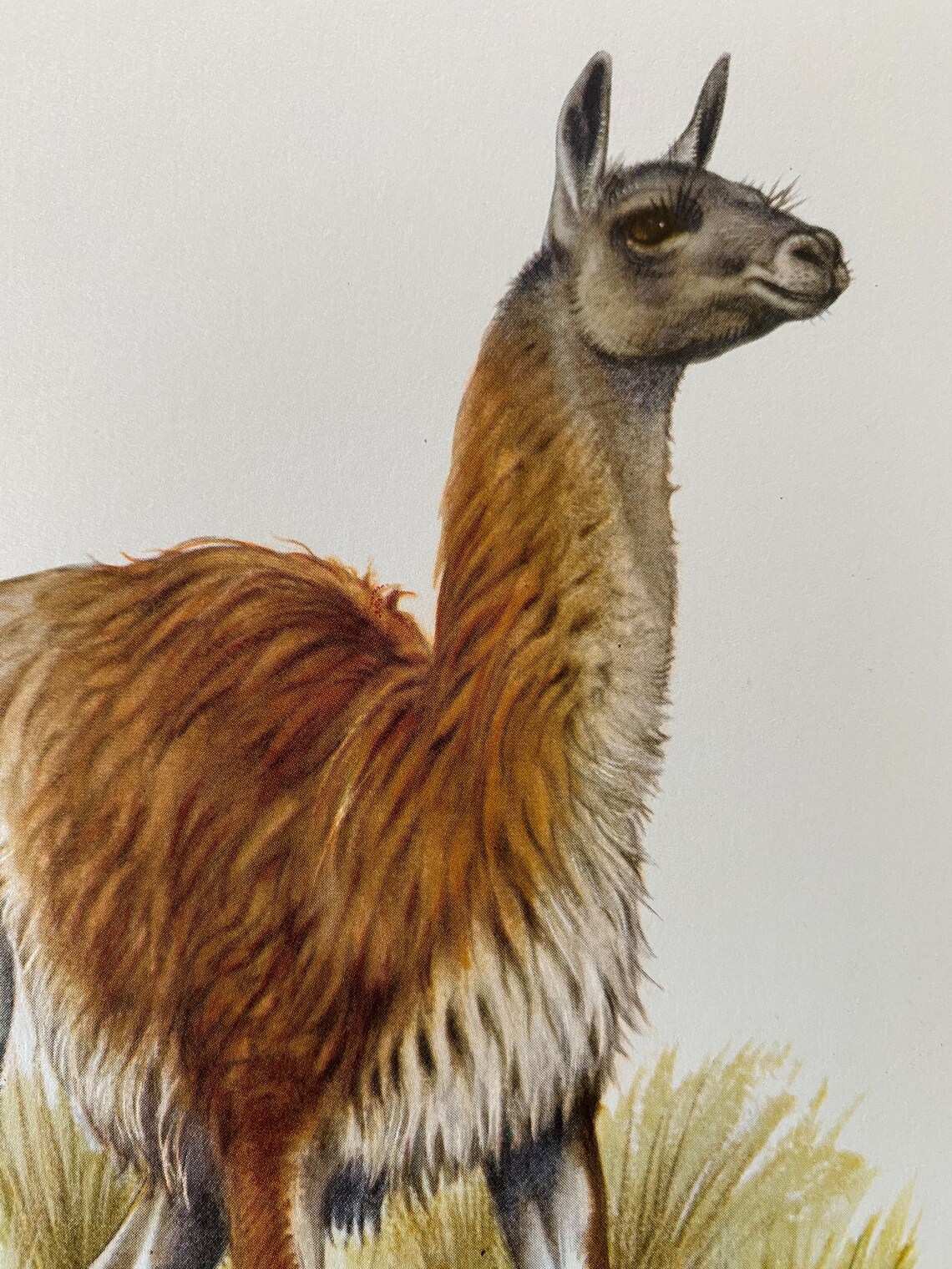 Vintage Guanaco Print, 1960s Zoology Lithograph - Etsy