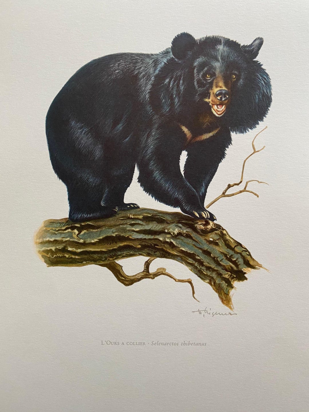 Vintage Asian Black Bear Lithograph, Zoology Print (1960s) - Etsy