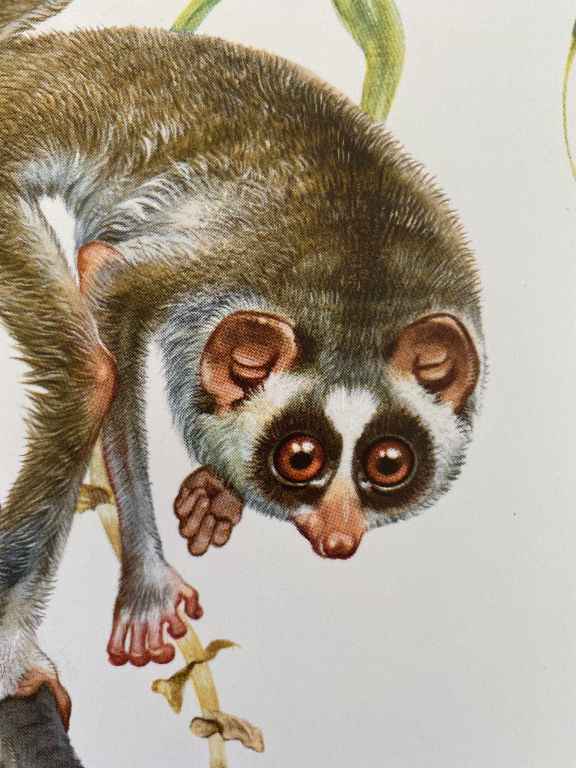 1960 Vintage RED SLENDER LORIS Animal Print. Antique Zoology - Etsy