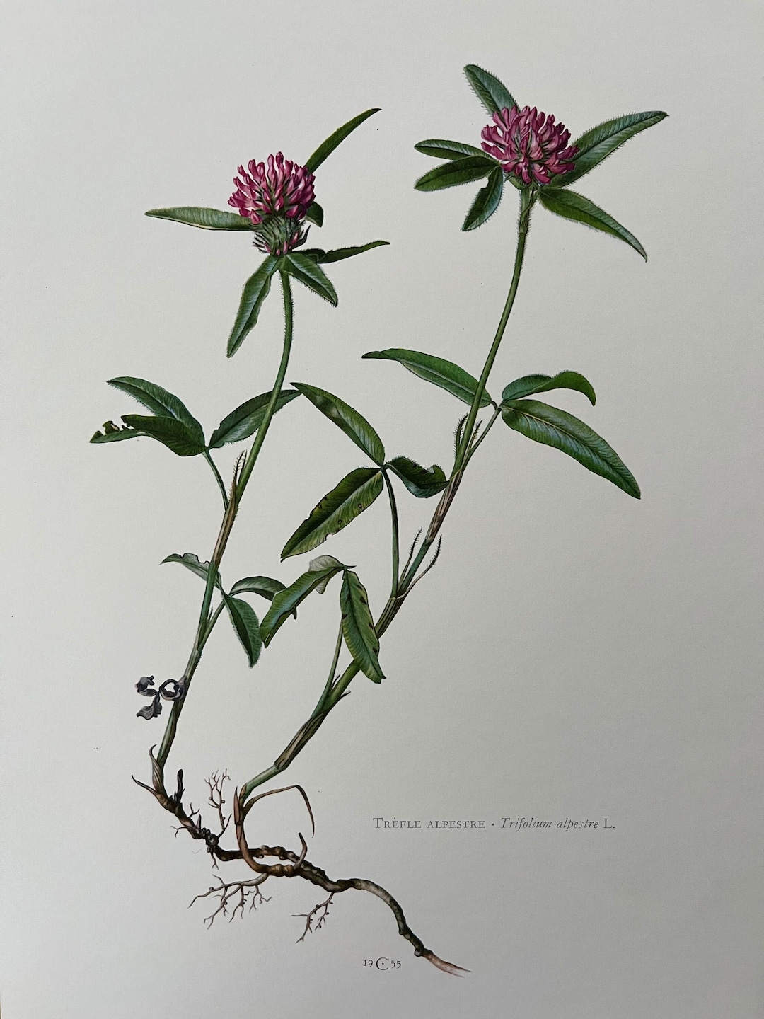 Vintage Clover Botanical Print, 1960s Floral Lithograph - Etsy