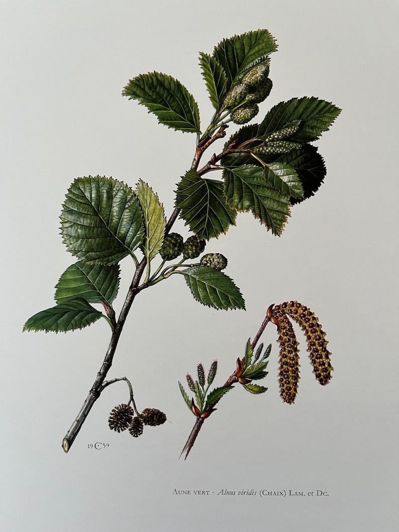Vintage Green Alder Botanical Print, 1960s Natural Science Lithograph ...
