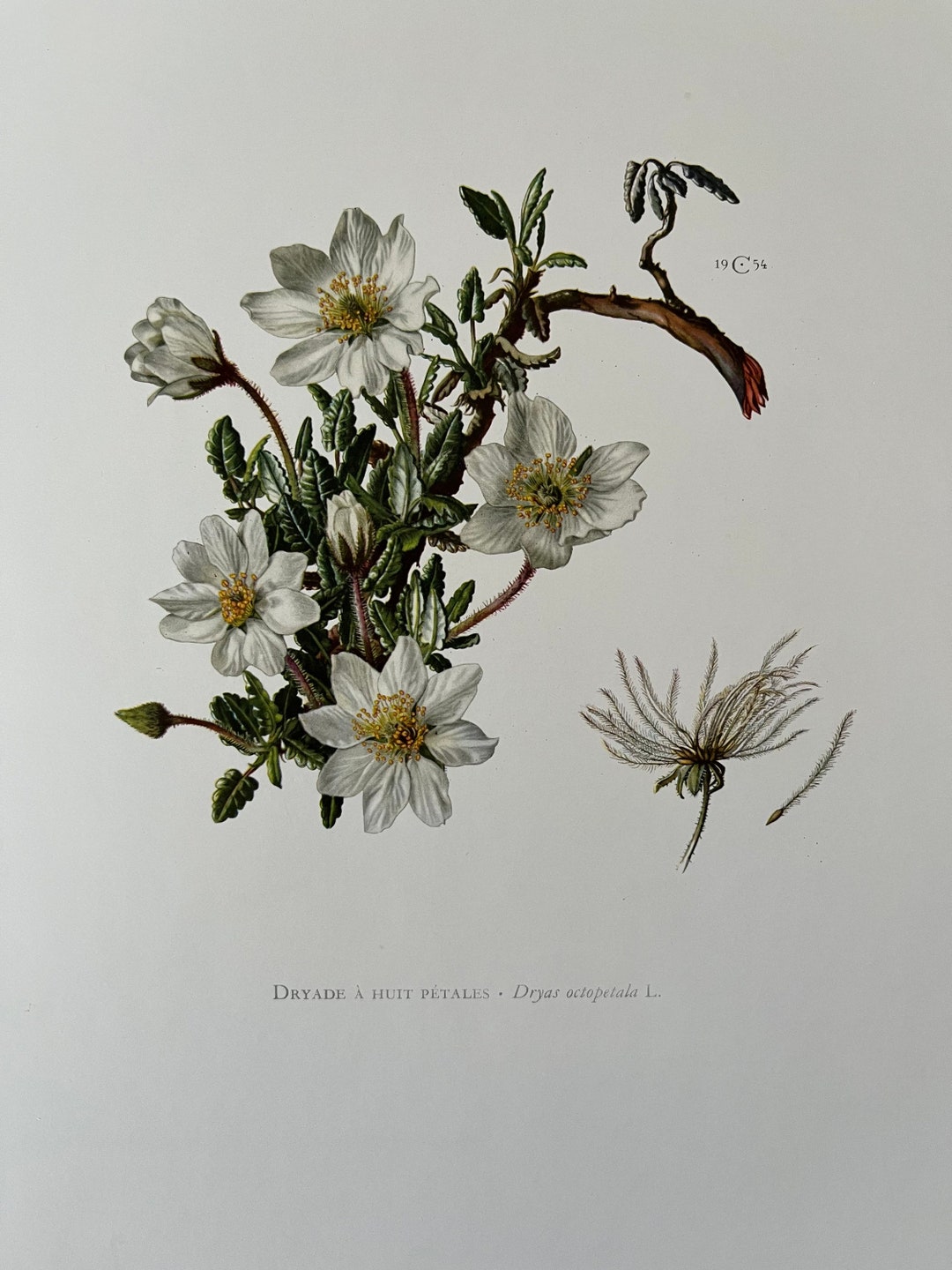 MOUNTAIN AVENS Botanical Print. Antique Natural Sciences and Biology ...