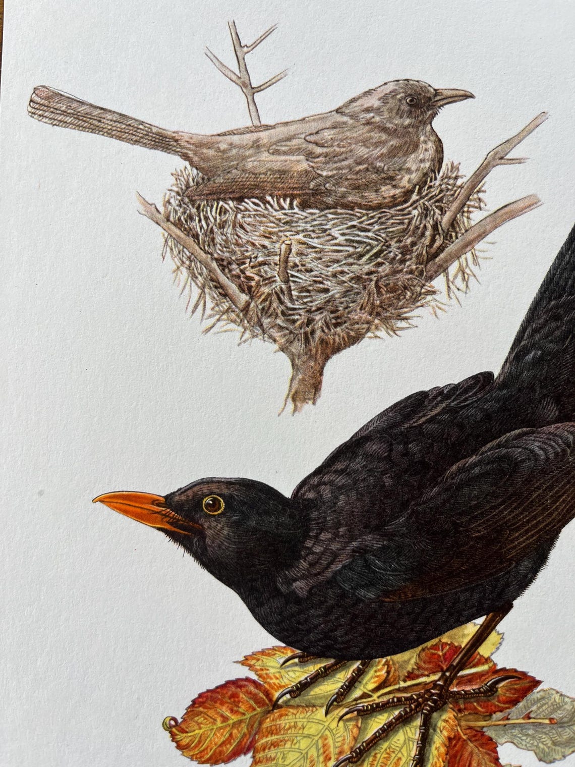 1955 Blackbird Print, Vintage Ornithology Illustration - Etsy
