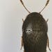 Feather-winged Beetle Print, 1960s Entomology Illustration - Etsy