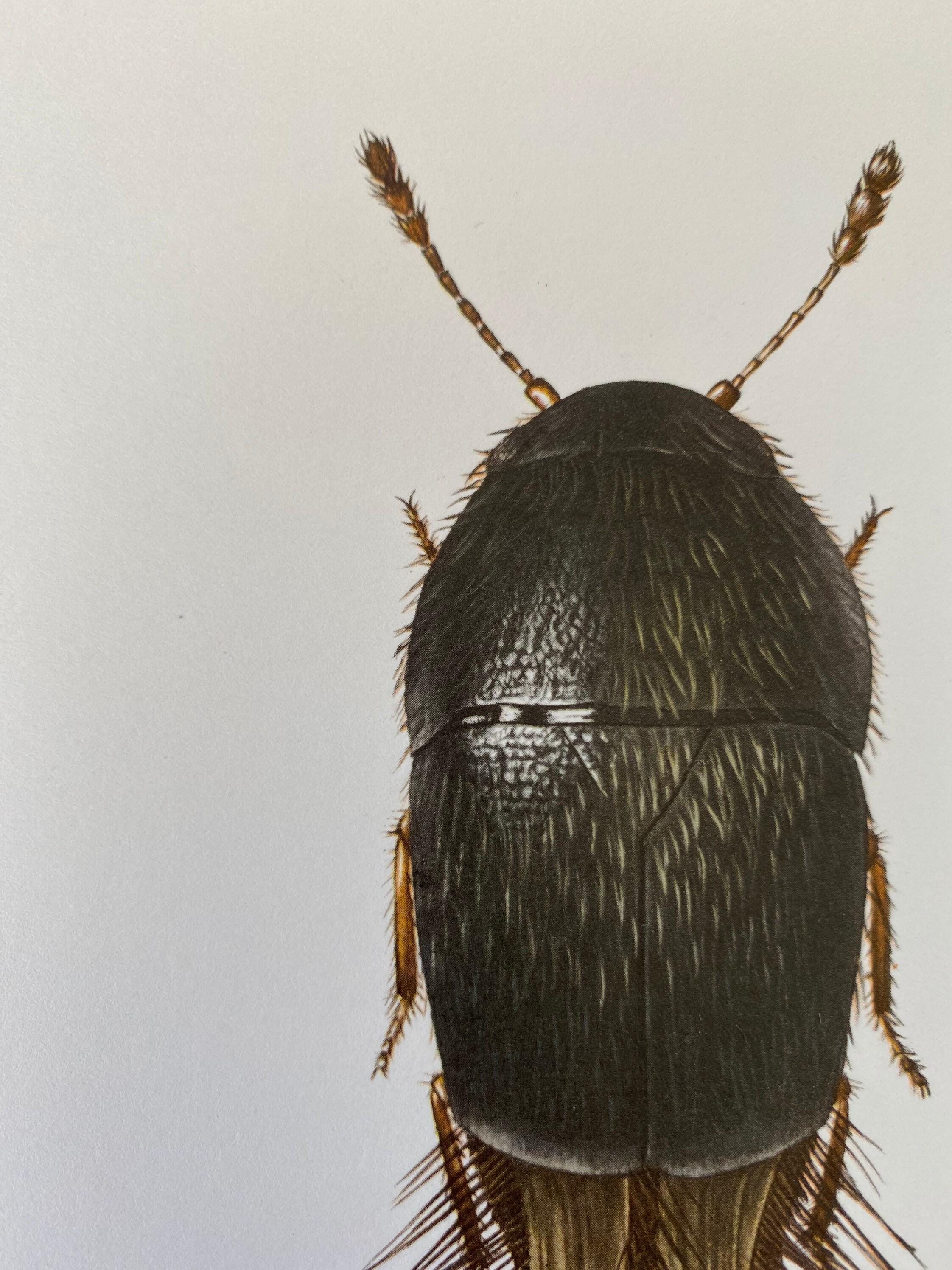 Feather-winged Beetle Print, 1960s Entomology Illustration - Etsy