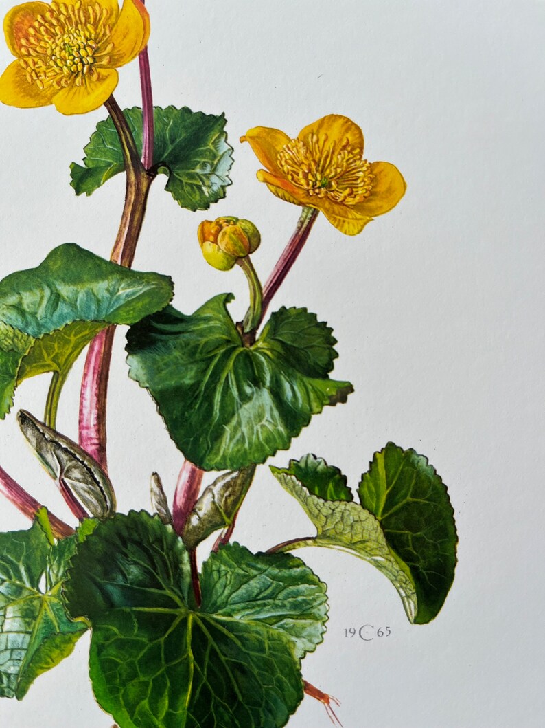 Botanical MARSH-MARIGOLD Kingcup Flower Print. Vintage Flower En Plant ...