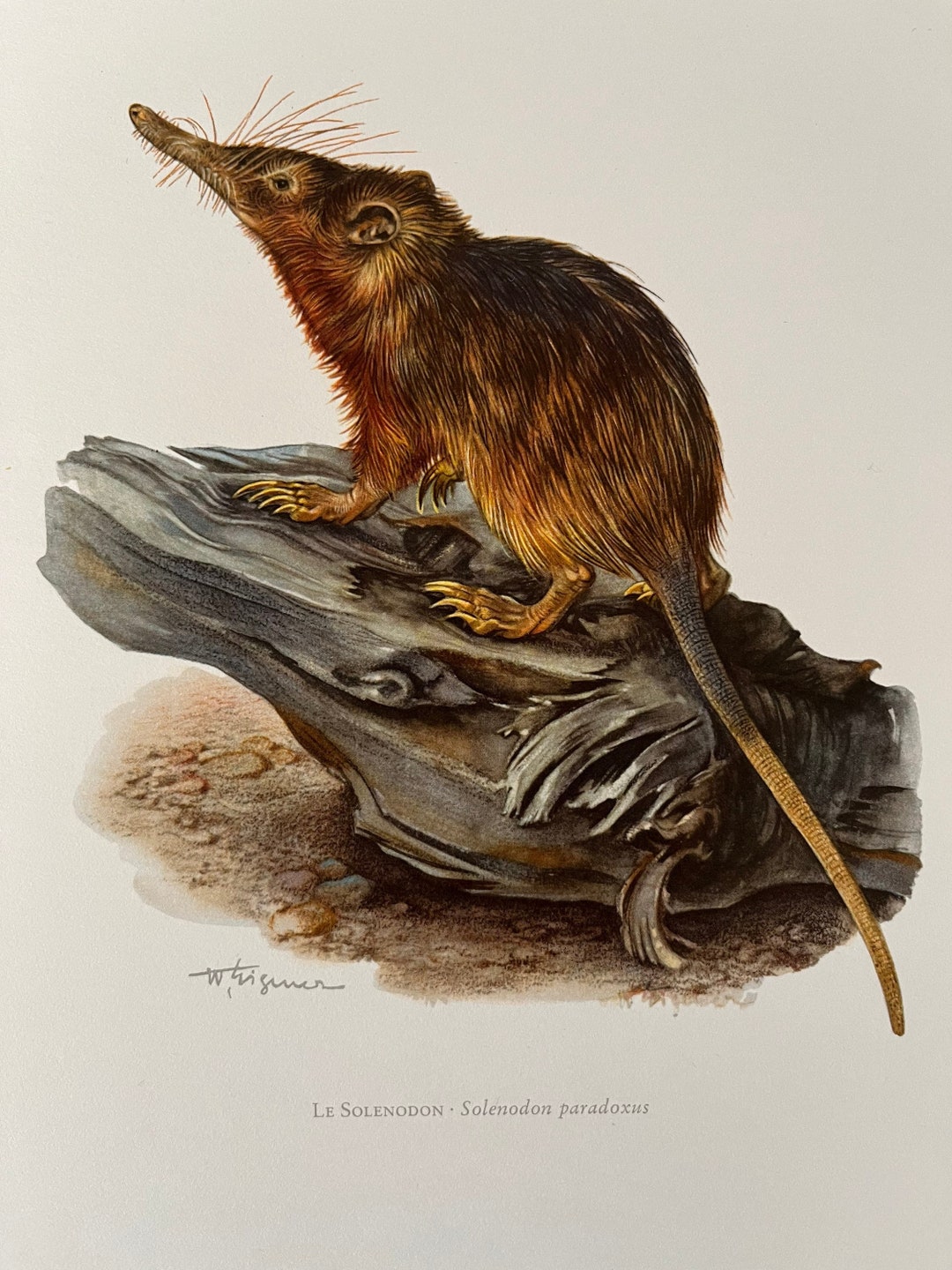 HISPANIOLAN SOLENODON Animal Print. Antique and Vintage Zoology and ...