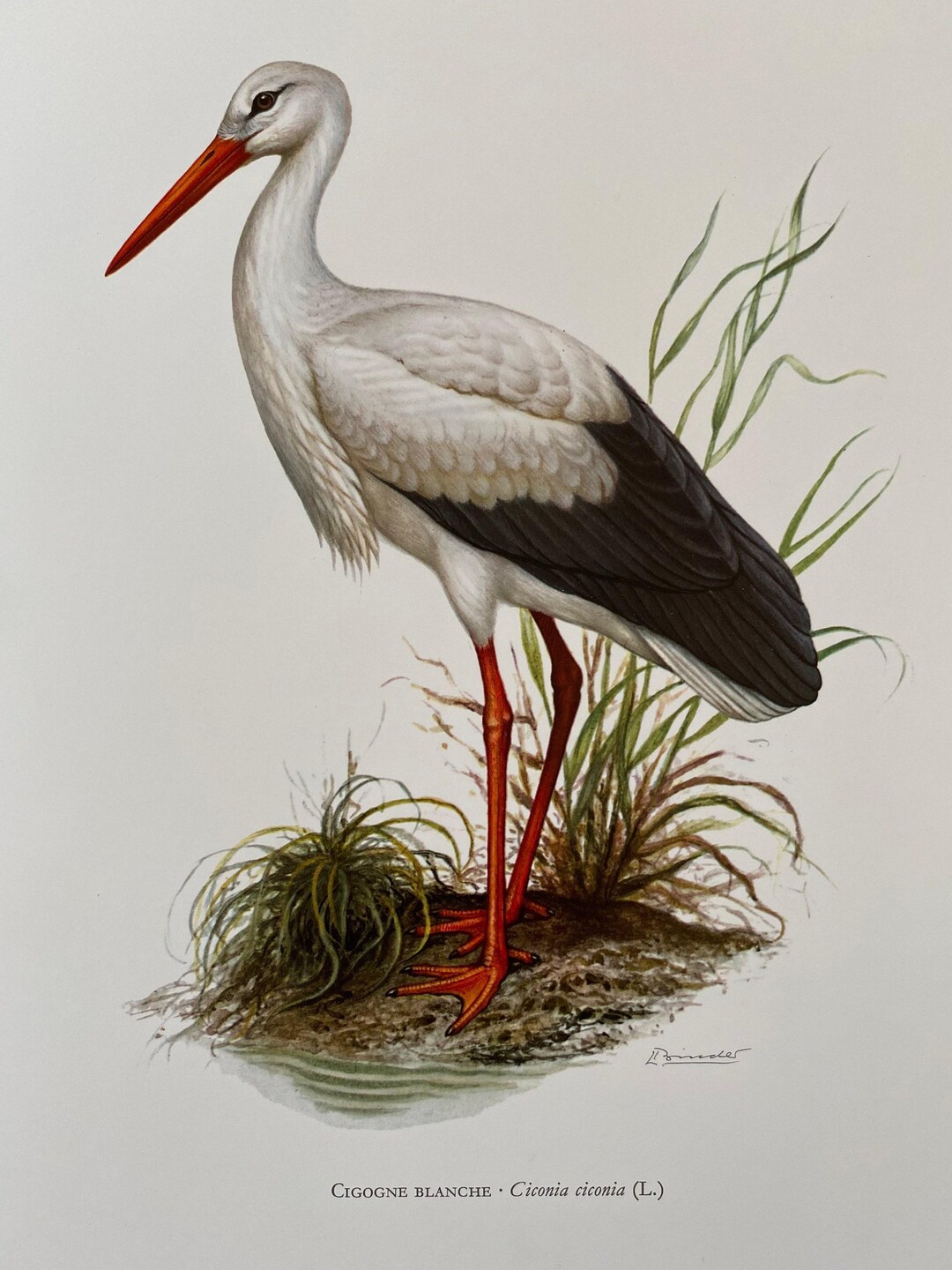 White Stork Bird Print. Antique and Vintage Natural Sciences and ...