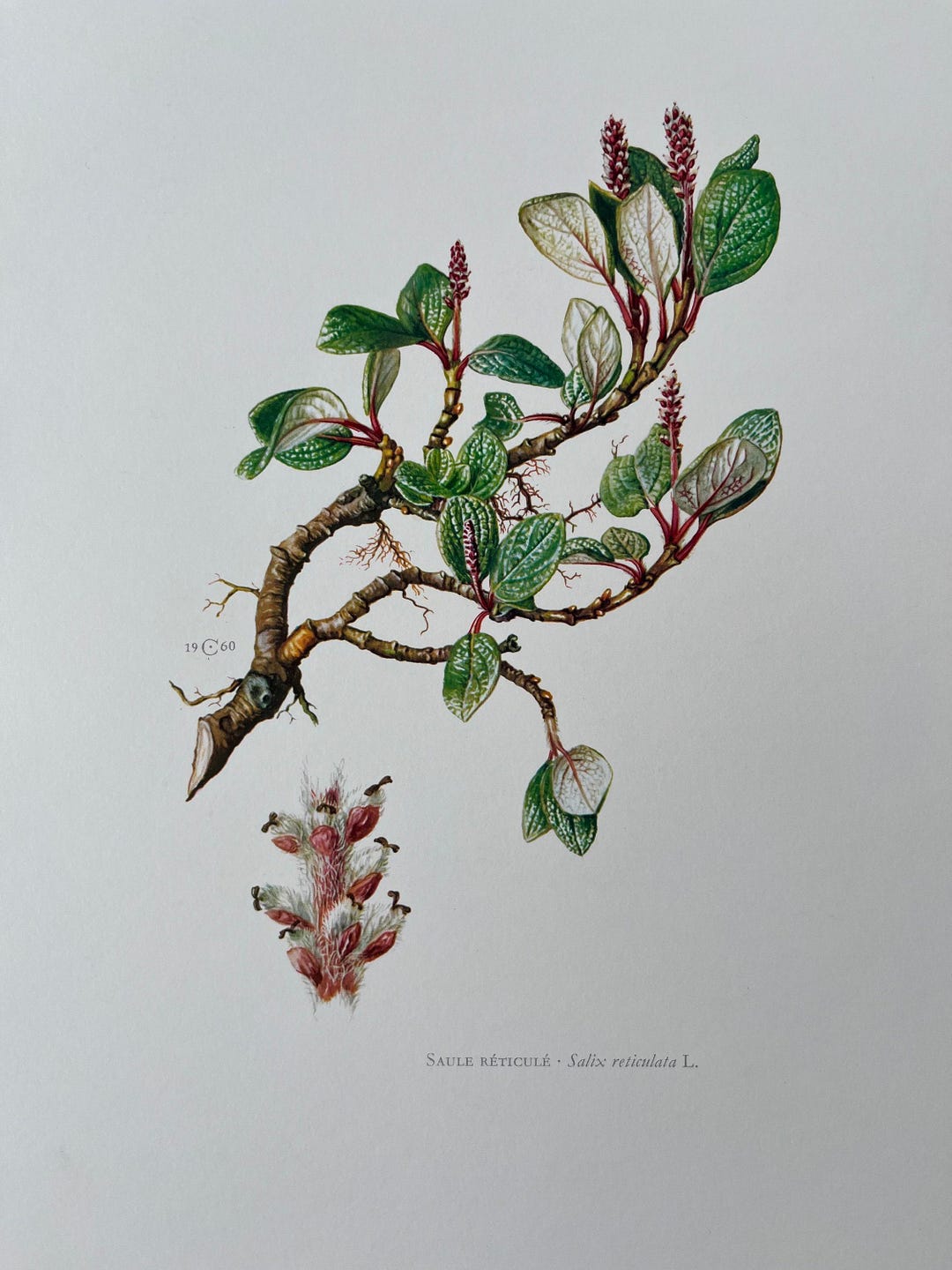 Net-leaved Willow Print | 1960s Vintage Botanical Illustration - Etsy