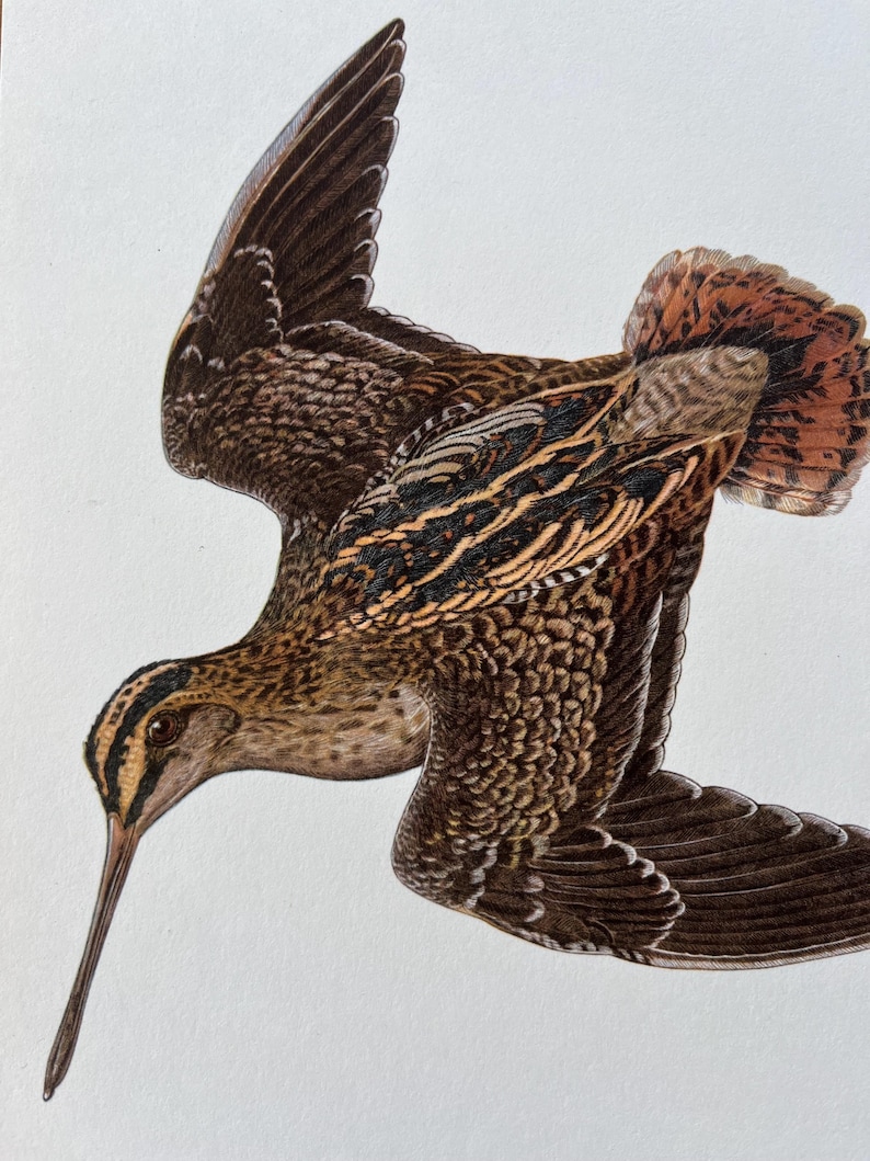1955 Vintage Common Snipe Bird Lithograph, Antique Ornithology Art - Etsy