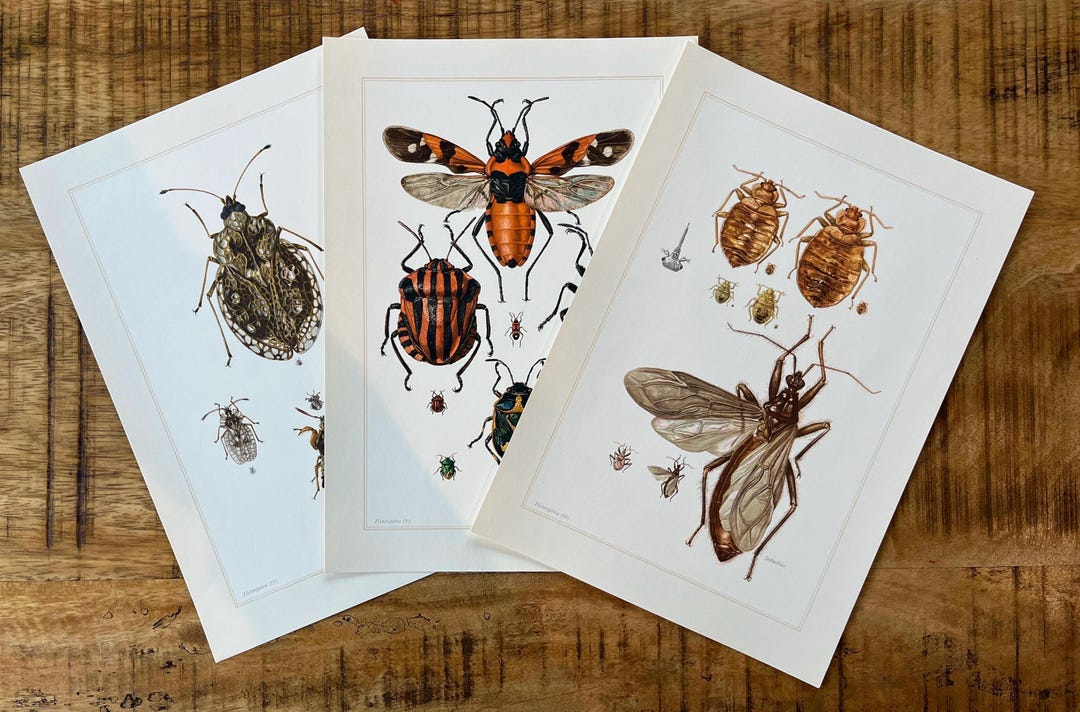 3 X 1960s Vintage TRUE BUGS Insect Print Set. Bugs Illustrations ...