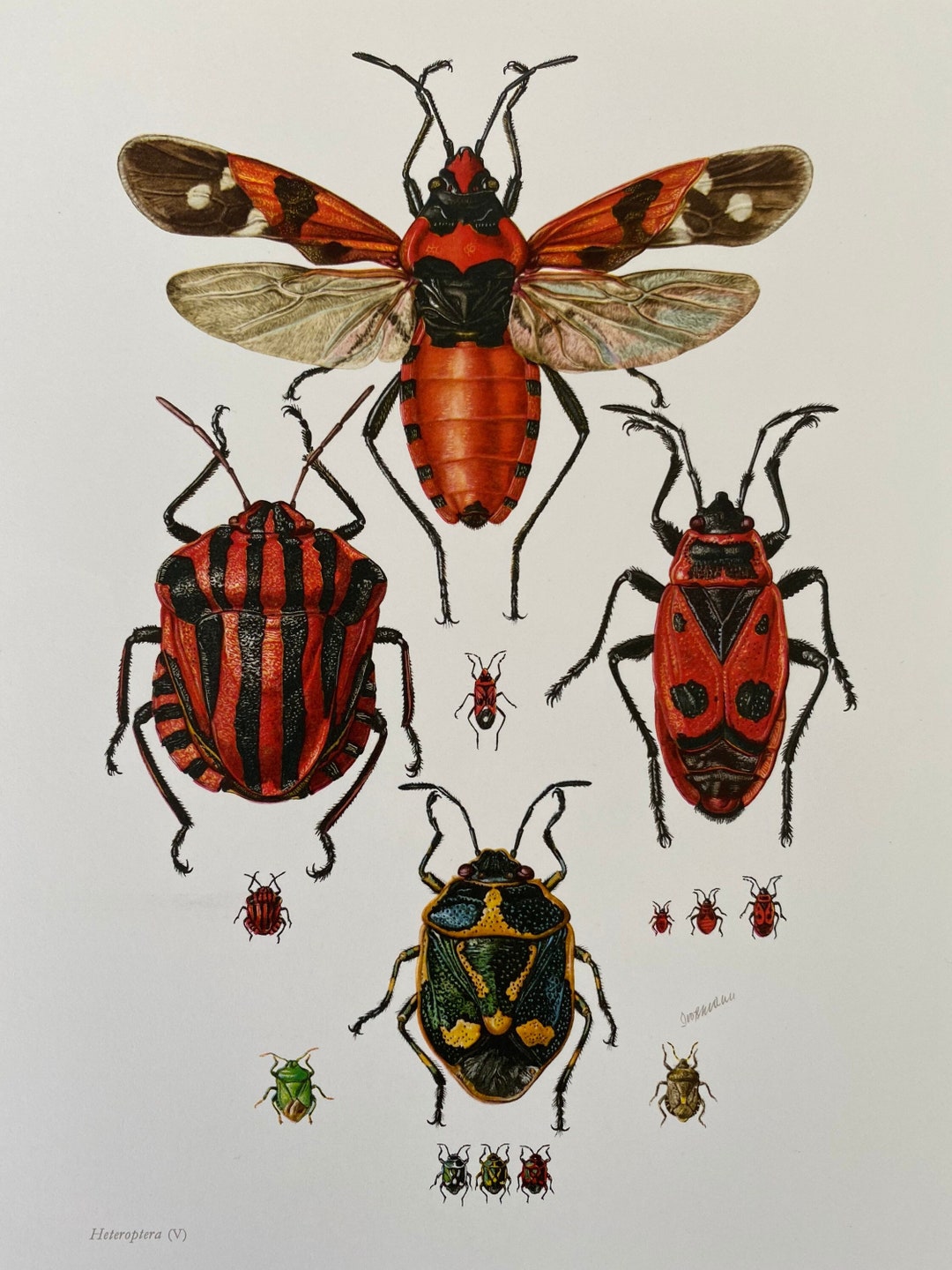 Entomology Print: 1960s Seed Bugs Illustration, Natural History Wall ...