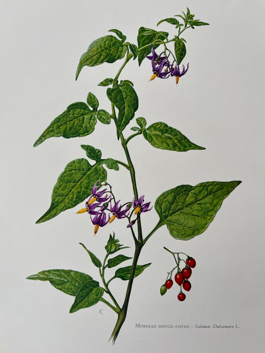 BITTERSWEET NIGHTSHADE Botanical Print. Antique and Vintage Natural ...