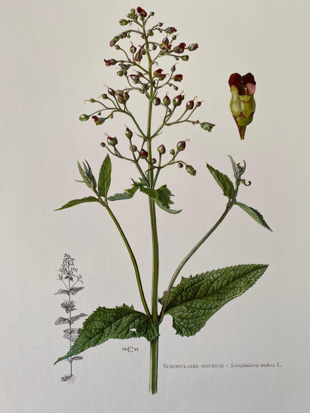 Common Figwort Botanical Print. Antique and Vintage Natural Sciences ...