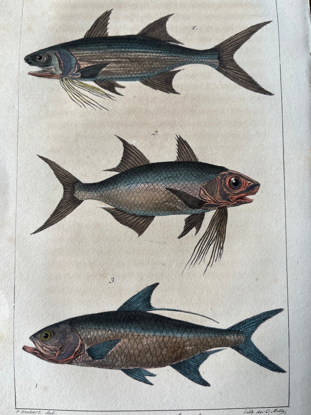 Antique and Vintage 1830s HERRING/TREADFIN Hand Coloured Print Natural ...