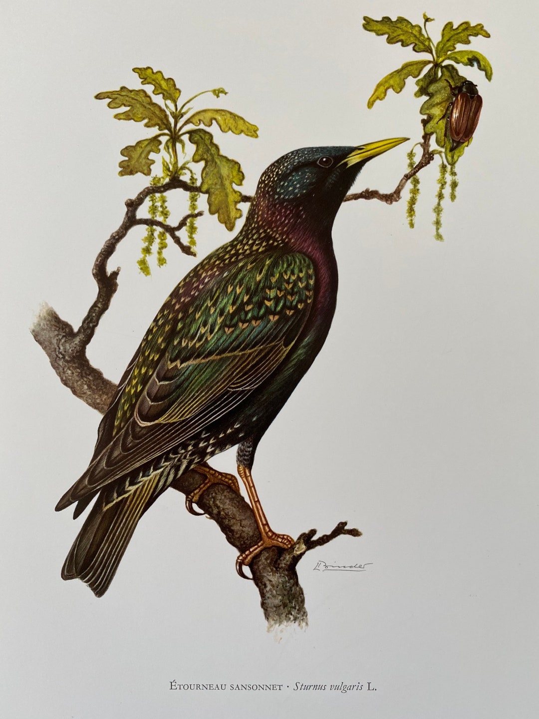 EUROPEAN STARLING Bird Print. Antique and Vintage Natural Sciences and ...